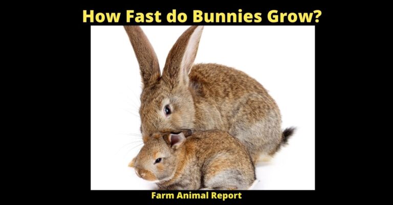 How Fast Do Bunnies Grow? | Bunnies