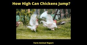 How High Can Chickens Jump | Chickens | Jumping ( Which Fence)