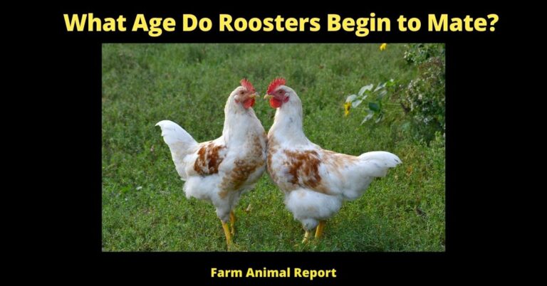 What Age Do Roosters Begin To Mate? (2024)
