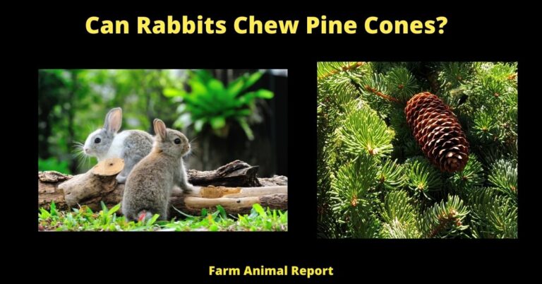Can Rabbits Eat Pine Cones?