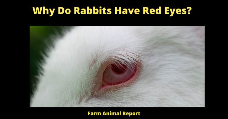 7 (Clear Reasons) Why Do Rabbits Have Red Eyes?