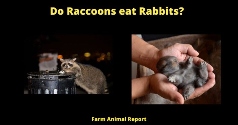 Watch Video: Do Raccoons Eat Rabbits (2024) | Raccoons | PDF | Rabbits ...