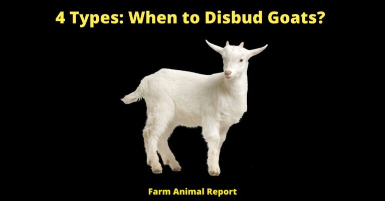 4 Types: When To Disbud Goats?