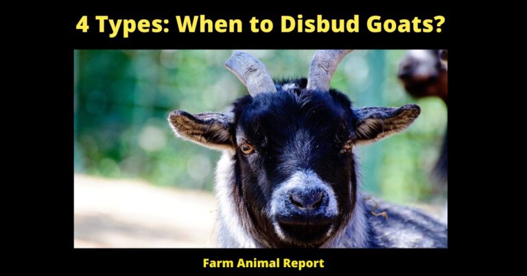 4 Types: When To Disbud Goats?