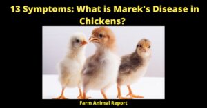 13 Symptoms: What Is Marek's Disease In Chickens?