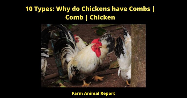 10 Types: Why Do Chickens Have Combs | Comb | Chicken