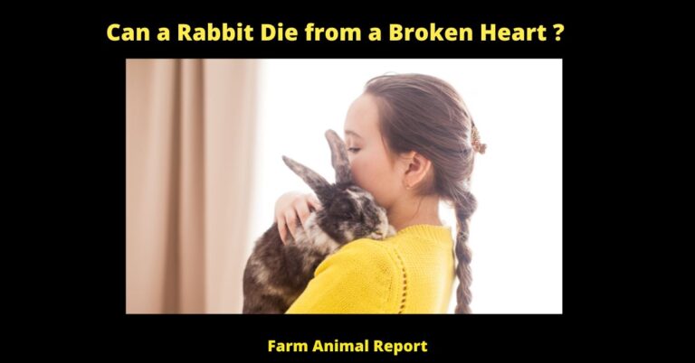 5 Steps: Can A Rabbit Die From A Broken Heart (2024) | Rabbits Die | Stress