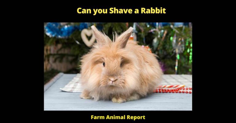 Can you Shave a Rabbit | Rabbits | Bunny | Shaving | Rabbit – Farm ...