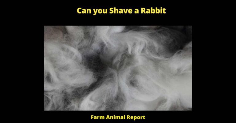 Can you Shave a Rabbit | Rabbits | Bunny | Shaving | Rabbit – Farm Animal Report