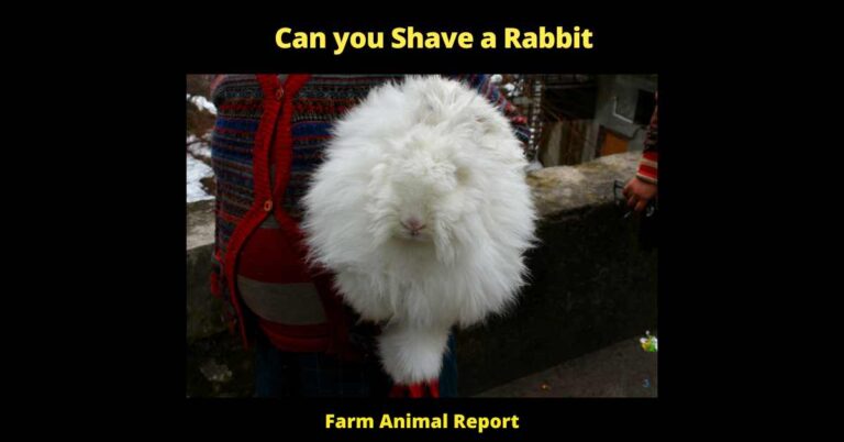 Can You Shave A Rabbit | Rabbits | Bunny | Shaving | Rabbit