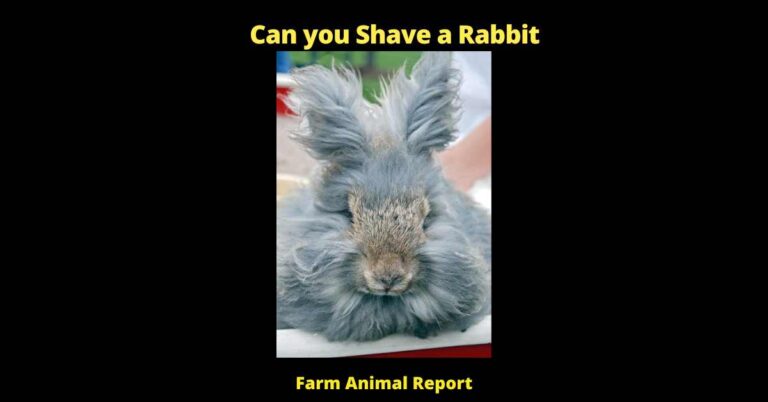 Can you Shave a Rabbit | Rabbits | Bunny | Shaving | Rabbit – Farm Animal Report