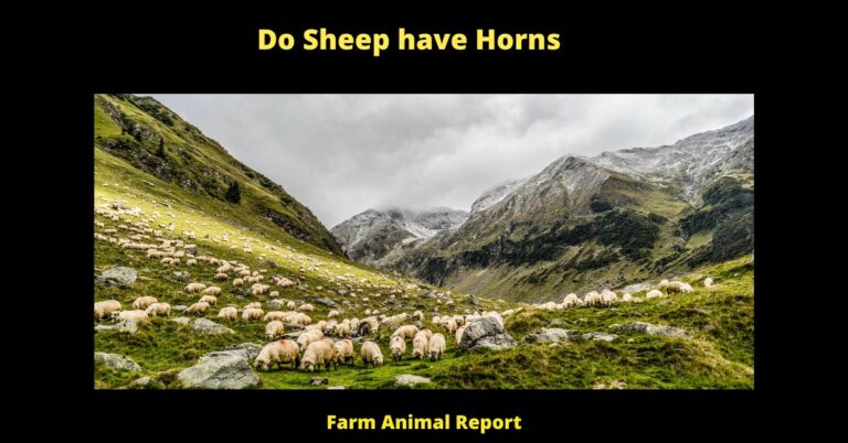 11 With/ 23 Without : Do Sheep Have Horns | Horns | Sheep | Ewes