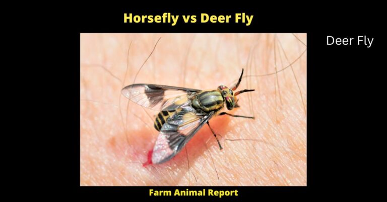 The Great Debate - Horsefly Vs Deer Fly | Flies | Deer Flies | Horsefly