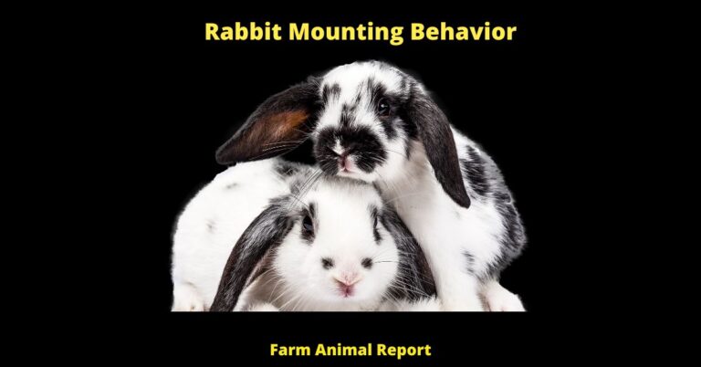 What is Rabbit Mounting Behavior | Rabbits | PDF | Bunny | Humping ...