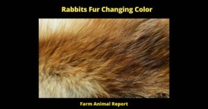Rabbits Fur Changing Color | Rabbit Fur | Molting | Sun Bleaching ...